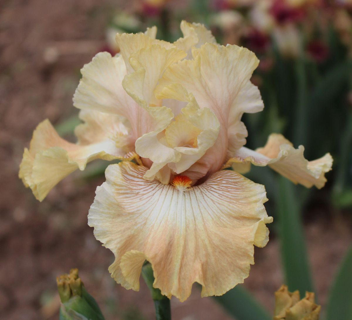 Gypsy Rhapsody - TB 2024